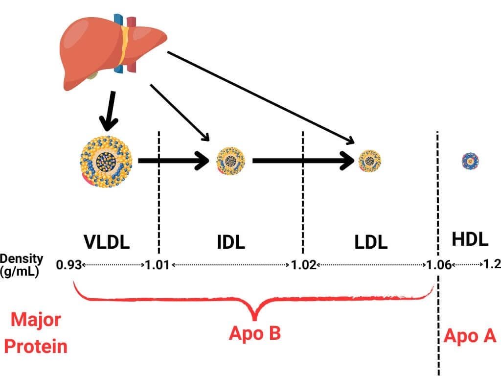 Why ApoB and Non-HDL Cholesterol Are Better Predictors of ...