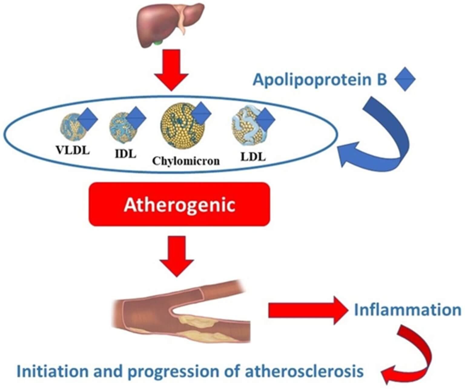 Why ApoB and Non-HDL Cholesterol Are Better Predictors of ...